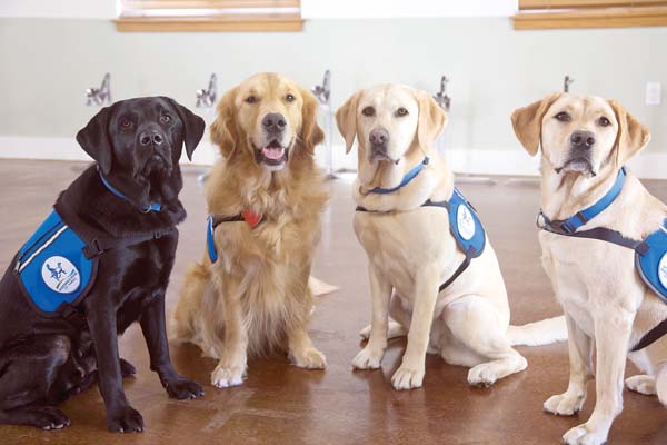 os dogs team | News, Sports, Jobs - Maui News